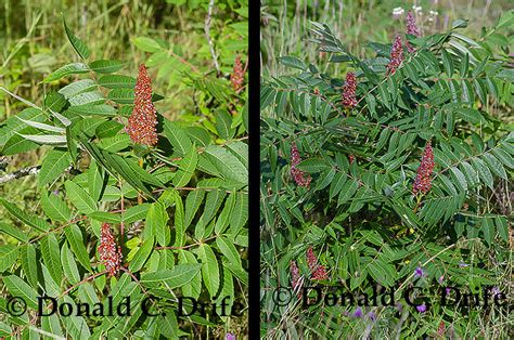 Michigan Trees The Michigan Nature Guys Blog