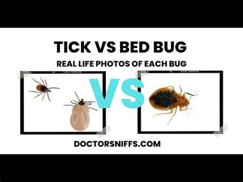 Tick Vs Bed Bug 7 Major Differences Bed Bugs Ticks Bugs