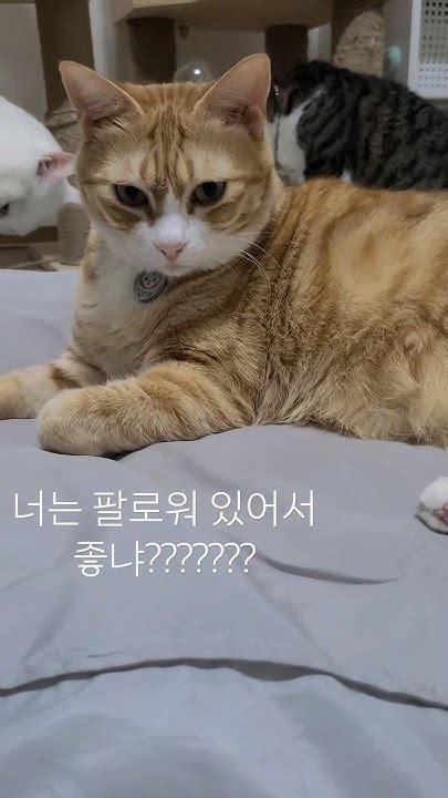 그래 나 팔로워 없어 고양이 비비 뚱냥이 Youtube