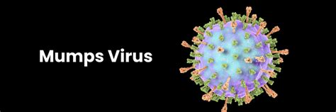 Mumps Symptoms Causes Treatment And Prevention