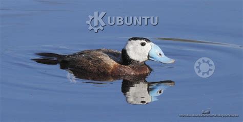 Error Minimal Bash Like Line Editing Is Supported Solución