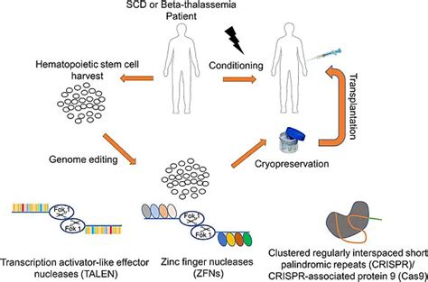 基因编辑诱导胎儿血红蛋白治疗β 血红蛋白病的策略 原文链接β 珠蛋白疾病，包括镰刀状细胞贫血病 Sickle Cell Disease Scd 和β 地中海贫血，是全 雪球