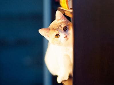 猫咪没有发烧黄鼻涕长年流黄鼻涕是怎么回事