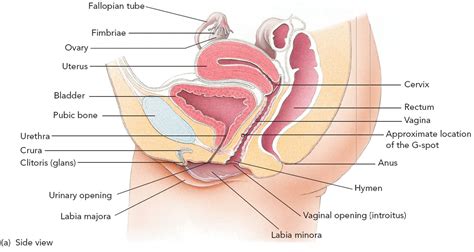 How To Use A G Spot Vibrator Christian Sex Toy Store
