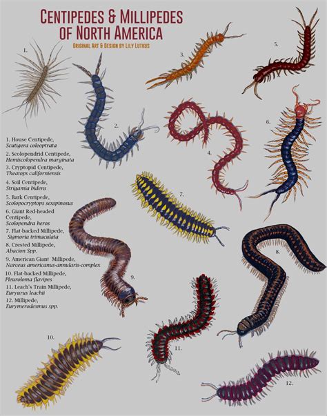 Best 13 Do Millipedes Bite Learn All About Them Artofit