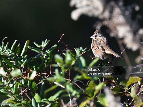 화창한 날 공원에서 녹색 잎이 있는 나뭇가지에 앉아 있는 늪 참새 새 갈색에 대한 스톡 사진 및 기타 이미지 갈색 깃털 나뭇가지 Istock