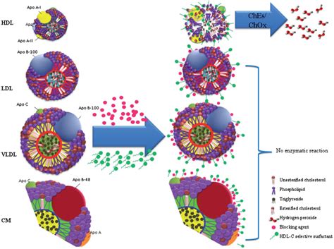fig 6 generalised homogeneous assay methodology for the selective