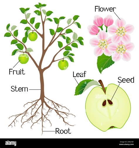 Plant Structure Of Apple Tree Isolated On White Background Stock Vector Plant Structure Of Apple Tree Isolated On White Background Stock Vector