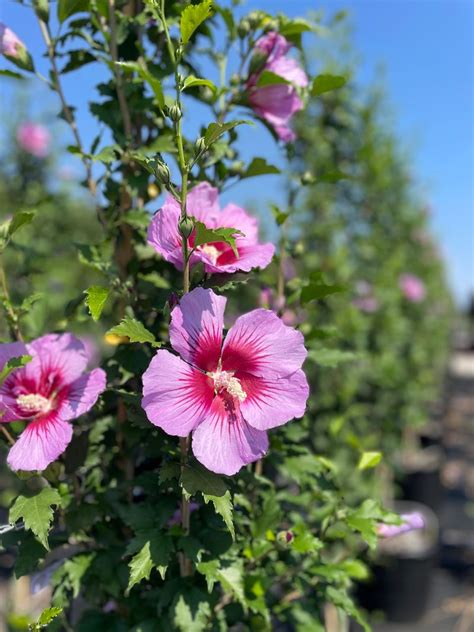 Purple Pillar® Rose Of Sharon Richardson Roots