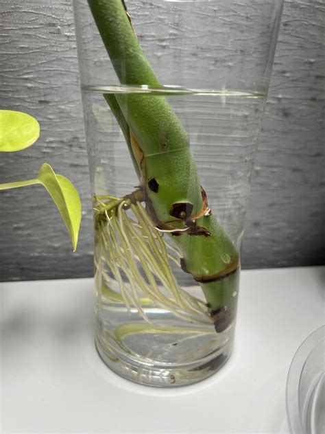 Tips For Moving Prop Into Soil Rhouseplants