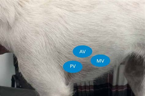 Listen Closely Understanding Heart Murmur In Dogs