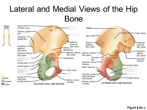 Coxal Bone Anatomy