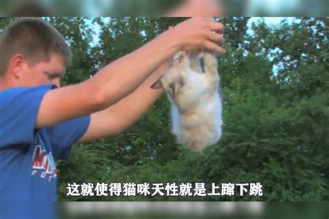 猫有9条命镜头抓拍下落瞬间这就是摔不死的原因 下落 瞬间 镜头