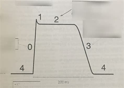 Action Potential Curve Diagram Quizlet