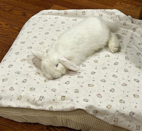 Ruby Loves Her Little Beds Rrabbits