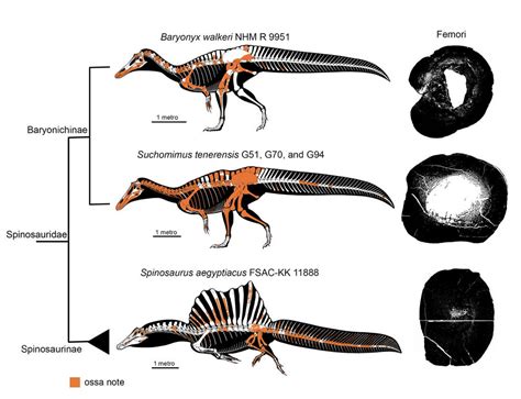Baryonyx By Cisiopurple On Deviantart