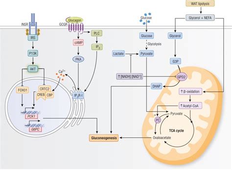 Cellular And Molecular Mechanisms Of Metformin Action Abstract Europe PMC