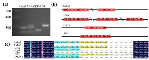 Copy Number Variations Among Different B Xylophilus Strains A Pcr Download Scientific