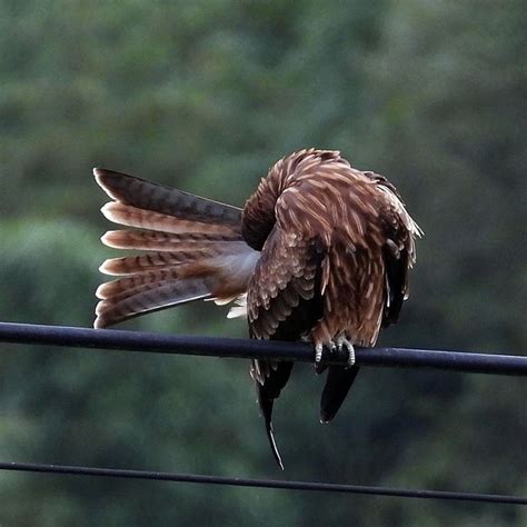 Milvus Migrans Lineatus Biomes