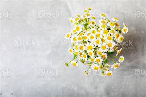 밝은 배경에 데이지 꽃다발 봄 여름 야생화의 향기로운 꽃다발입니다 질감 나무 배경에 구성입니다 시간은 편안합니다 계절 구성