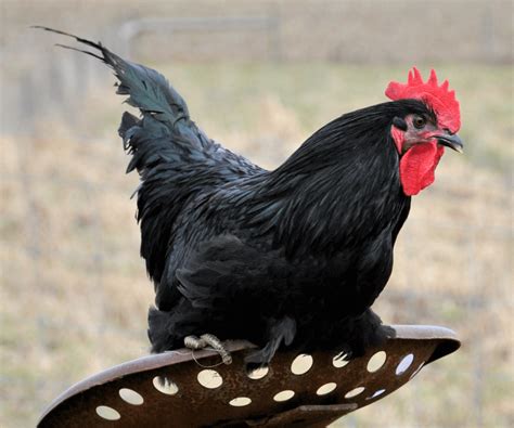Black Giant Chickens