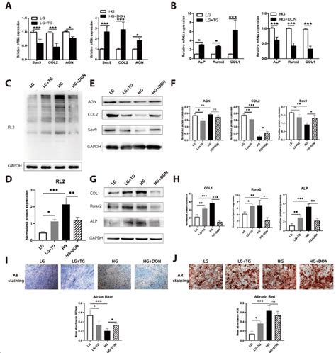 O Glcnacylation Was Responsible For High Glucose Induced Download