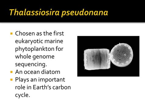Protista Example Organisms Pptx Biological Sciences Science