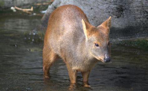 Pudu The Worlds Smallest Deer Whatdewhat