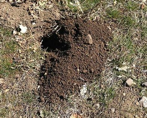 Pocket Gopher Tunnel System Pocket Gopher Tunnel System