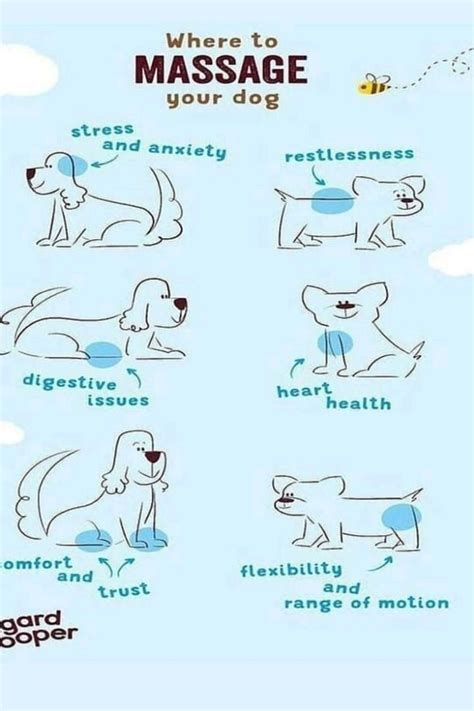 How To Massage Your Dog Artofit