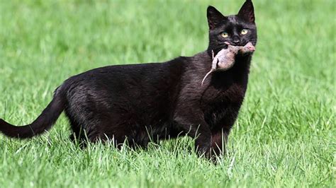 Are Cats More Wild Than Dogs