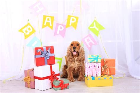 Premium Photo English Cocker Spaniel And Birthday