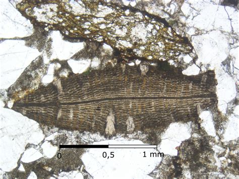 Could Anyone Help Me With Identification To Species Level Of These Paleogene Large Benthic