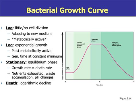 Ppt Chapter 6 Microbial Growth Powerpoint Presentation Free Download Id 3749202