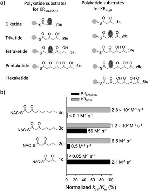 Differential Recognition Of Polyketide Substrates By Kr Sace5532 And Kr Download Scientific