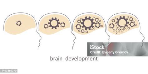 뇌 실루엣을 가진 인간의 머리 두뇌 성능을 통한 지능 및 지식 개발 학습 요소로서의 장비 또는 기술 휠 노화 과정 개발에 대한 스톡 벡터 아트 및 기타 이미지 Istock