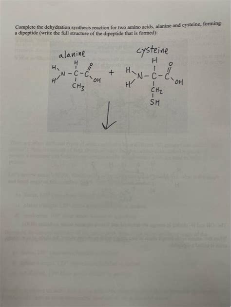 Dipeptide Dehydration Synthesis