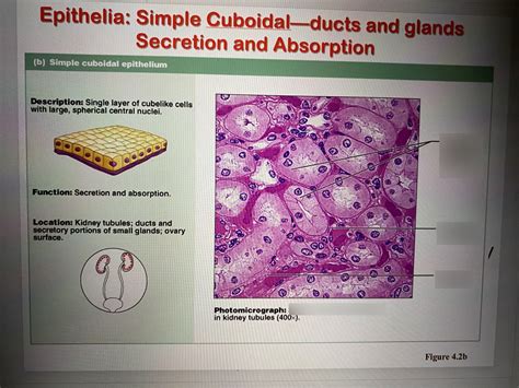 Simple Cuboidal Epithelial Tissue Labeled