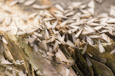 Termites 101 Sigma Pest Control Termite Control