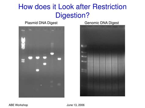 PPT Orientation Lab Safety And Restriction Enzymes PowerPoint Presentation ID