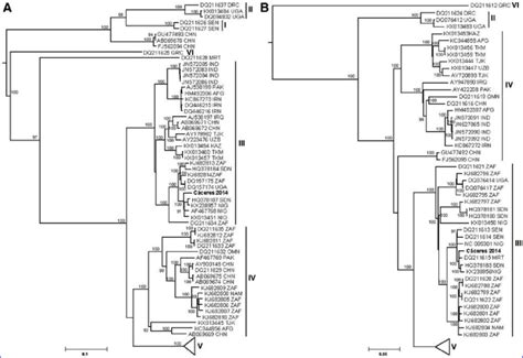 Maximum Likelihood Tree Showing Genetic Relationships Among Cchfvs Download Scientific Diagram