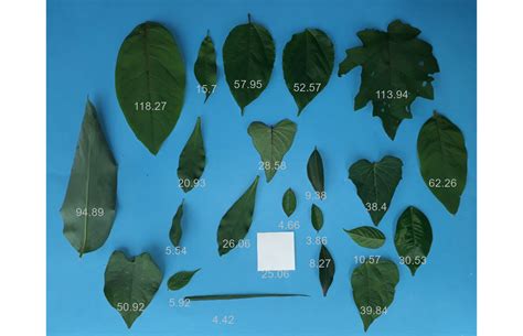 Measure Leaf Area Using Leaf Images • Pliman