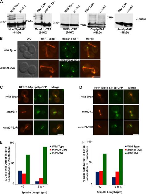 Sumoylation Of Mcm21p Is Not Required For Kinetochore Localization Of