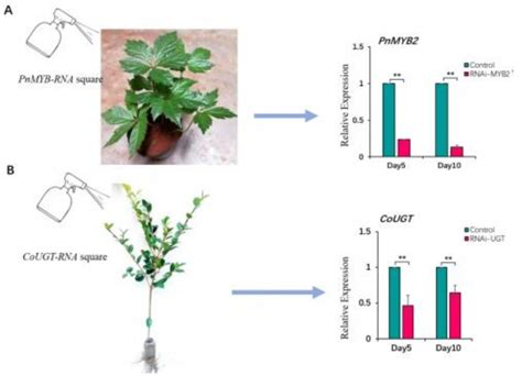 Biotechnology Journal： Rna纳米技术为植物基因功能研究开辟新途径 生物通