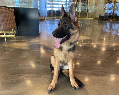 저먼셰퍼드 줌바 코카스파니엘분양가격 폼스키분양가격 폼치분양가격 폼피츠분양가격 푸숑분양가격 고양이분양가격 랙돌분양가격 러시안블루