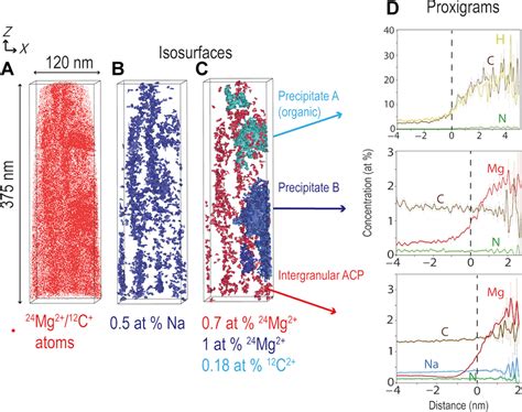 Apt 3d Reconstructed Volumes Of Human Dental Enamel Hap Nanowires