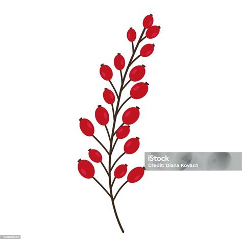 흰색 배경에 고립 된 열매와 손으로 그린 가지 장식 낙서 스케치 그림 벡터 요소입니다 12월에 대한 스톡 벡터 아트 및 기타 이미지 12월 개념 겨울 Istock