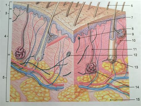 Integumentary System Diagram Diagram Quizlet