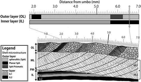 Schematic Illustrations Of Distributions Of Different Types Of Shell Download Scientific