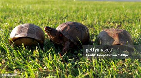 Turtle Missouri Photos And Premium High Res Pictures Getty Images